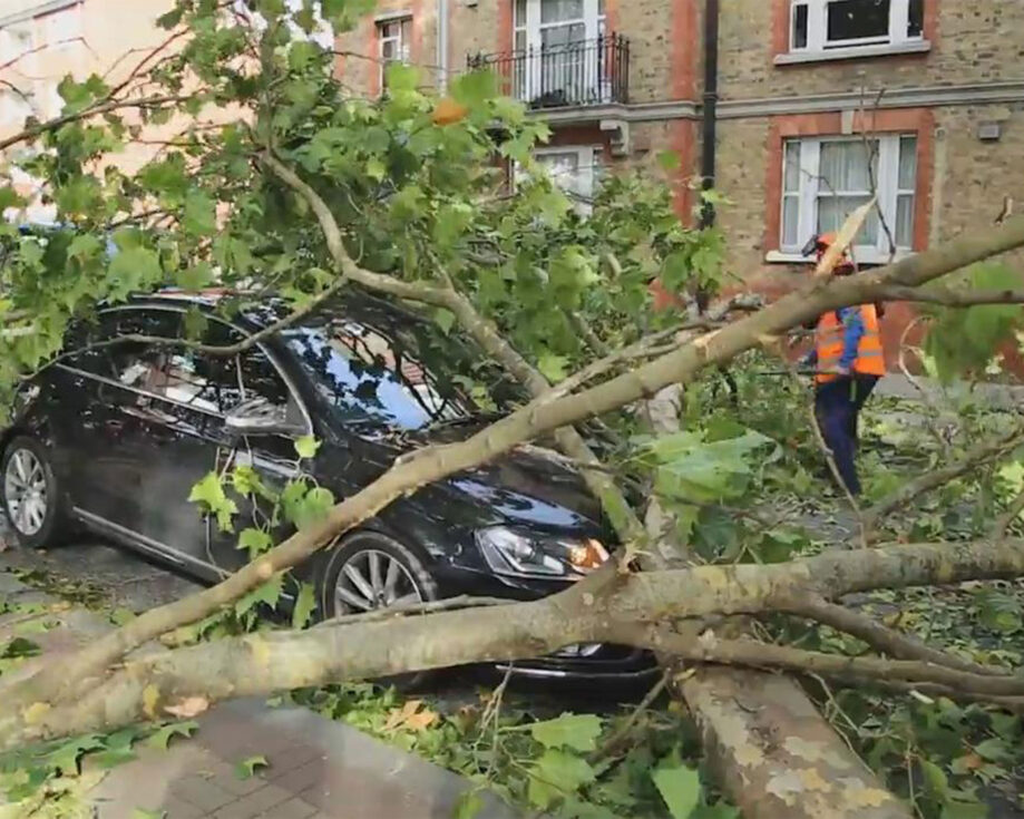 Dangerous Tree Removal – North West Forest Services